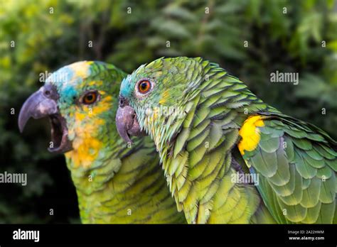 Turquoise Fronted Amazon Turquoise Fronted Parrot Blue Fronted Amazon Blue Fronted Parrot