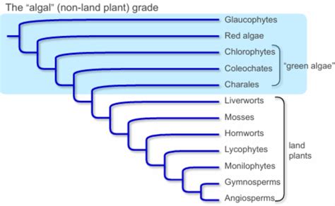 Midterm 2 Questions Flashcards Quizlet