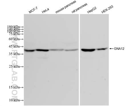 Gna12 Antibody 83263 4 Rr Proteintech
