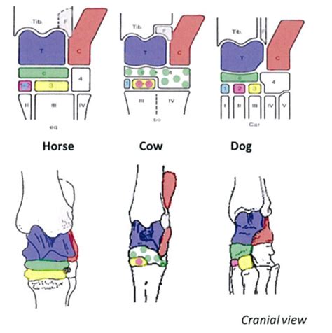 Hindlimb Osteology Tarsus Diagram Quizlet