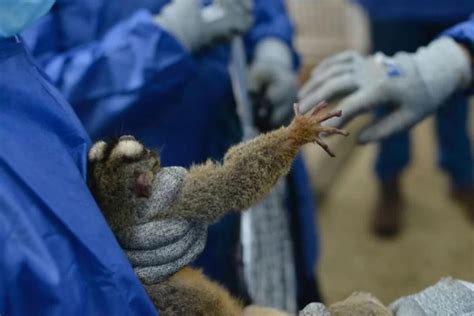 Centros De Investigación Que Experimentaban Con Primates Fueron