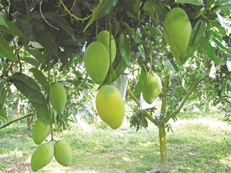 Quả Xoài Là Gì Tìm Hiểu Giá Trị Dinh Dưỡng Và Lợi ích Sức Khỏe Từ Xoài