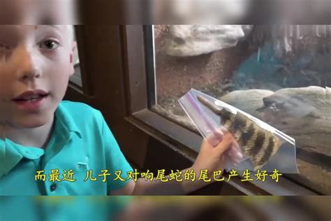 响尾蛇的尾巴为什么会发出响声老外一刀切开后总算真相大白 响声 老外 响尾蛇