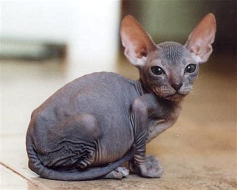 Ukrainian Levkoy Cat Breed Selector