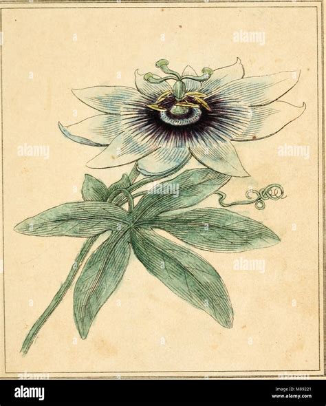 Elements Of The Science Of Botany 1809 By Linnaeus Outlines His Classification System For