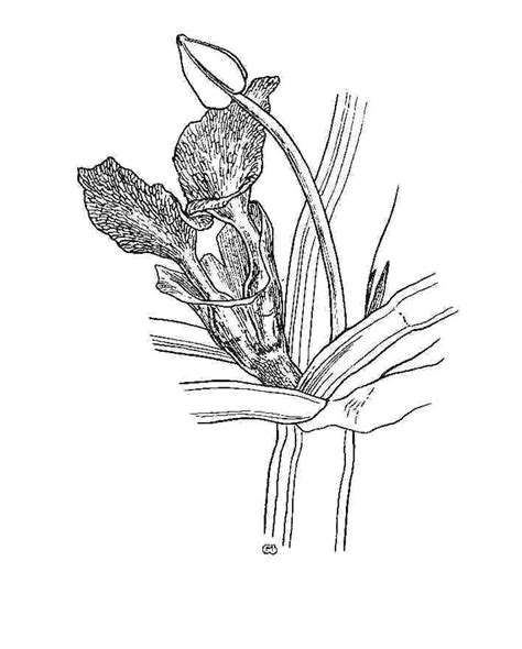 Zannichellia Palustris Horned Pondweed Go Botany