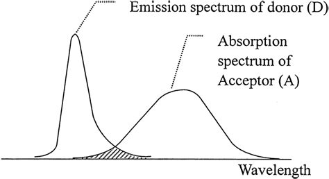 Schematic Description Of The Spectral Overlap Download Scientific Diagram