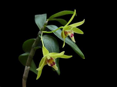 神奇的石斛多糖，究竟是个啥？ 知乎