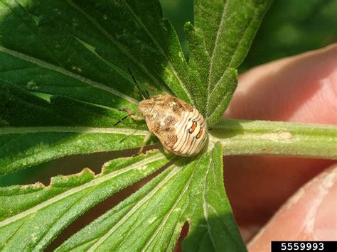 Stink Bug Grow Weed Easy Stink Bug Grow Weed Easy