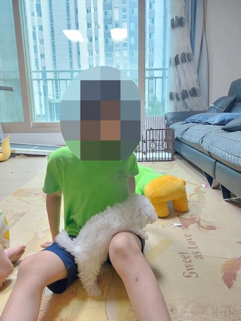 천안 2022 0076 미니 비숑프리제 시루 책임분양 포미분양 포매라니안분양 포메리안분양 치아와분양 말티스분양 푸말티분양 러시아블루분양 포미분가격 포매라니안분양가격