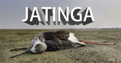 Jatinga Village Of Assam All You Need To Know About