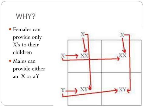 PPT SPECIALIZED SEX CELLS PowerPoint Presentation Free Download ID 1977297