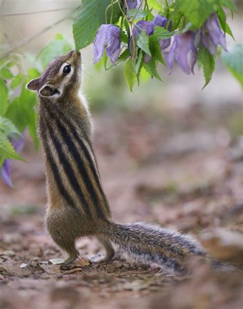 Пин от пользователя Deb на доске Cheese Dip Recipe Самые милые животные Бурундуки Фотографии