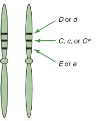 RH Blood Group Flashcards Quizlet