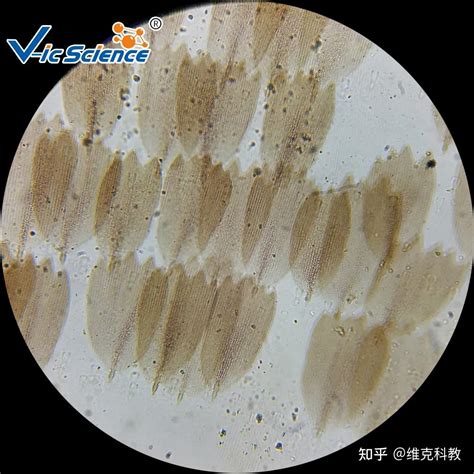 一起来看显微镜下的动物组织 知乎