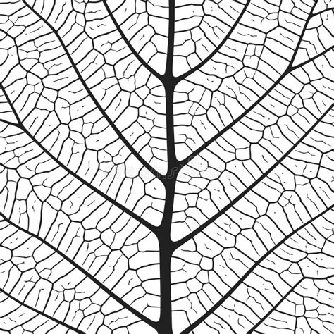 Leaf Vein Texture Abstract Background With Close Up Plant Leaf Cells