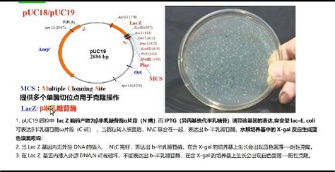 基因克隆5 大肠杆菌的转化 氨苄抗性筛选 蓝白斑筛选 哔哩哔哩