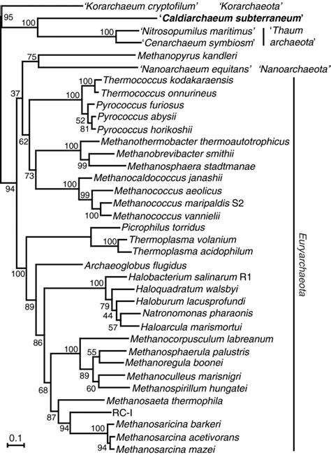 maximum likelihood phylogenetic tree of concatenated ssu lsu dnap