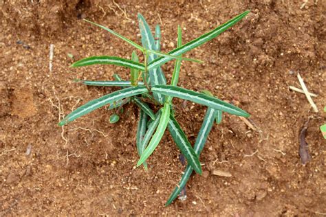 Health Benefits Of Hemidesmus Indicus Health Benefits