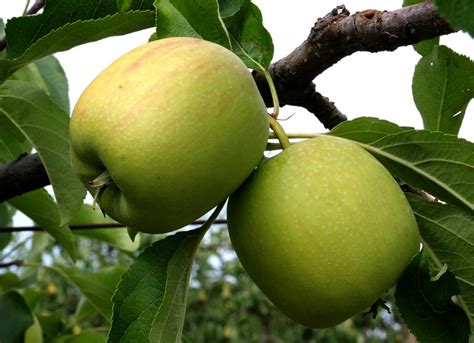 Pommier : planter et entretenir – Ooreka