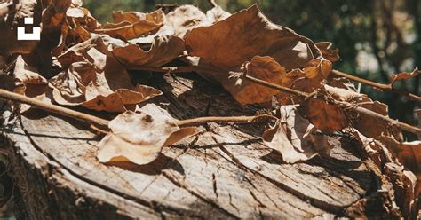 나무 그루터기에 나뭇잎의 클로즈업 사진 Unsplash의 무료 루멜라이프네리 이미지