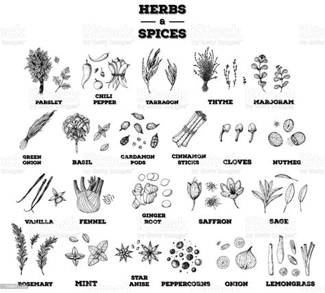 허브와 향신료 손으로 그린 벡터 일러스트레이션 향기로운 식물 손으로 그린 음식 스케치 빈티지 일러스트레이션 허브와 향신료 컬렉션 스케치 스타일 세트입니다 계피에 대한 스톡