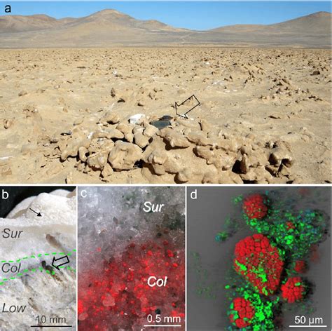 Halite Pinnacles And Their Endolithic Microbial Community In The Yungay Download Scientific