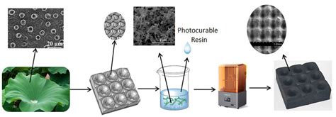 Schematic Diagram Illustrating The Preparation Of The Biomimetic Lotus Download Scientific