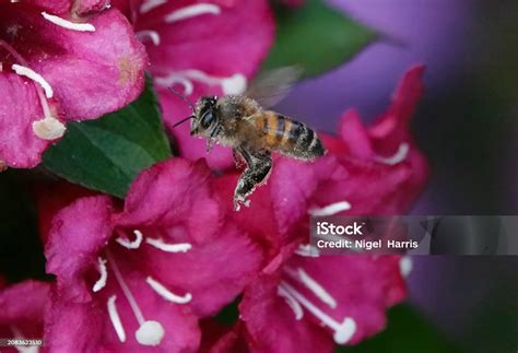 A Honey Bee Apis Mellifera Flying Towards Flowers To Collect Pollen In
