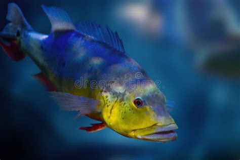 Yellow Peacock Bass Freshwater Fish Stock Image Image Of Cichlidae