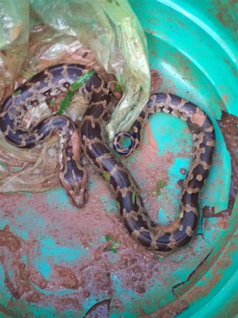 A Unique Reptile Species For Sri Lanka The Very Beautiful Python Cub