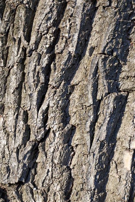 Tree Texture Material Detail Surface Stock Image Image Of Detail