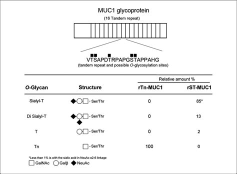 Structure Of The Recombinant Muc1 Glycoproteins The Protein Backbone Download Scientific