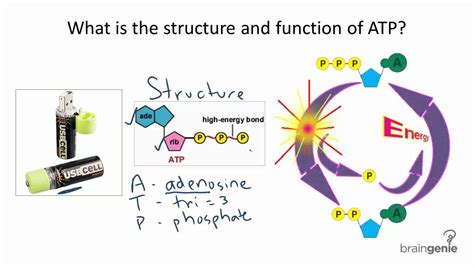 313 What Is The Structure And Function Of Atp Youtube