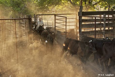 Sorting Cattle Hillingdon Ranch