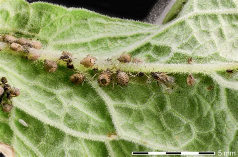 Why Did Sex Evolve Researchers Edge Closer To Solving Longstanding Mystery