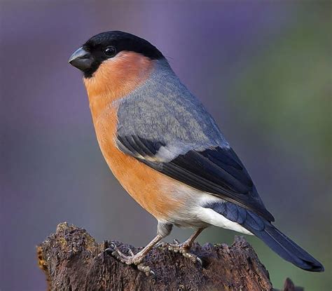 Eurasian Bullfinch By Mr Clive Daelman Birdguides