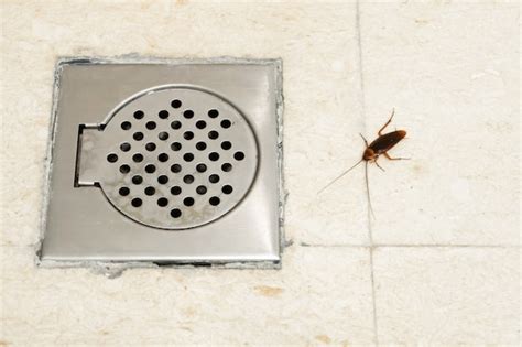 Cockroach In The Bathroom Near The Drain Hole The Problem With Insects