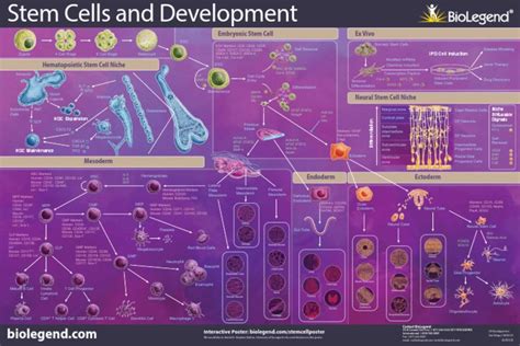 Stem Cell Pdf Stem Cell Cellular Differentiation