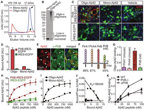 Pirb Is A Receptor For Oligomeric A B A Monomeric Mono Or