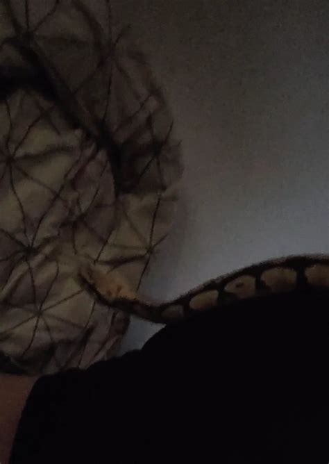 my favorite scarf🥰 ️ r ballpython