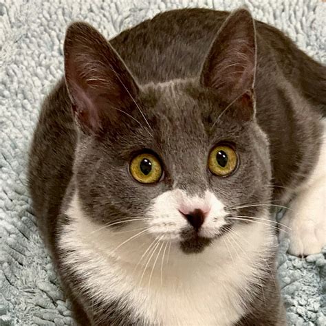 Lilo And Stitch Are Adopted Happy Cats Haven