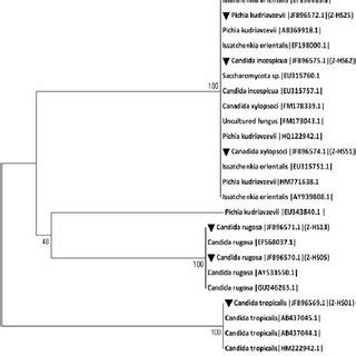 Neighbor Joining Tree Showing The Phylogeny Of Candida Sp And Pichia