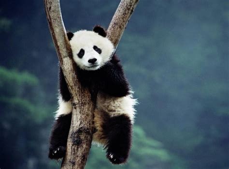 16 Gambar Lucu Orang Tidur Mangap Yourpics