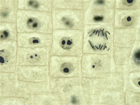 14 2 Exercise Biology Libretexts