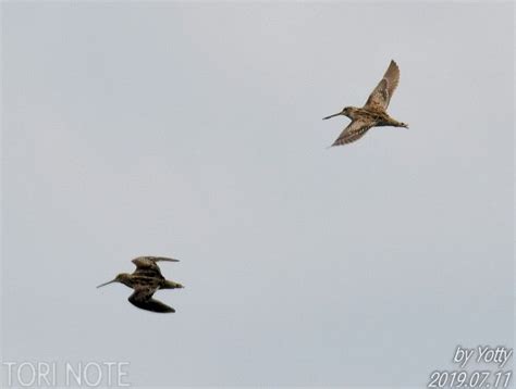 オオジシギ初認秋の渡りのさきがけ Tori Note 茨城の野鳥観察日誌
