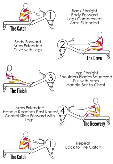 Rowing Technique Artofit