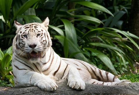 Watch Boksburg Tigers Roar To Freedom End Of Captivity Era