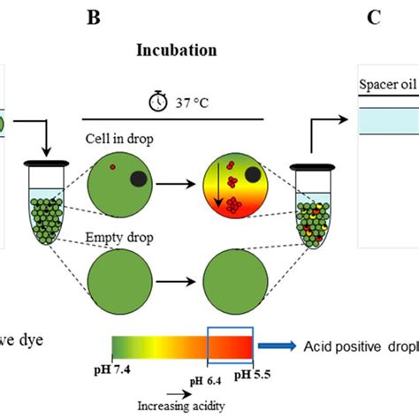 Schematic Overview Of The Droplet Microfluidic Single Cell Mba For
