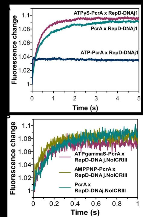 Mdcc Pcrae449c Binding Signal Repd Dna Junctions With Download Scientific Diagram
